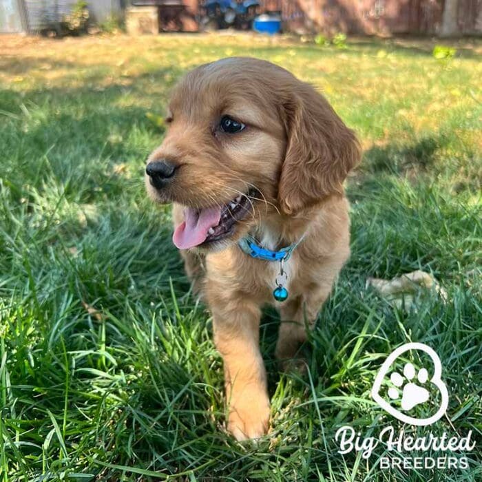What’s That Sound? A Guide to the Different Types of Dog Barks
