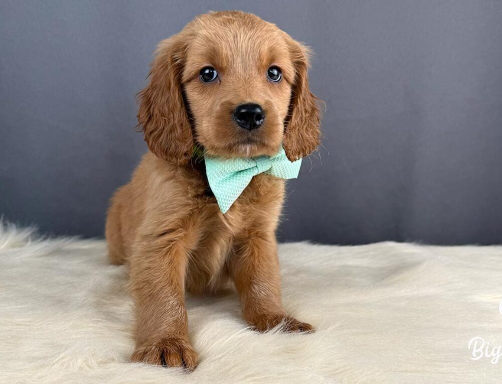 Golden Cocker Retriever- Golden Retriever Cocker Spaniel Mix - Mini ...