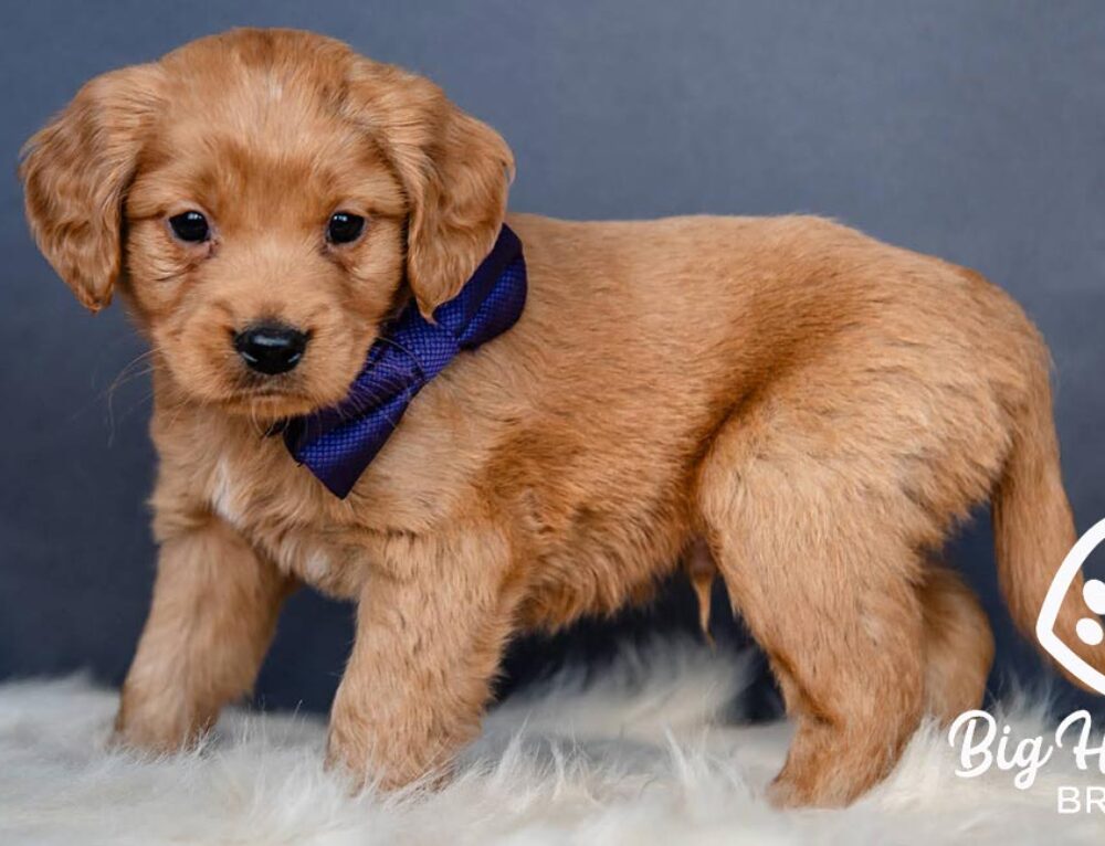 What are Golden Minis/ Mini Golden Retrievers? - Mini Golden Retriever ...