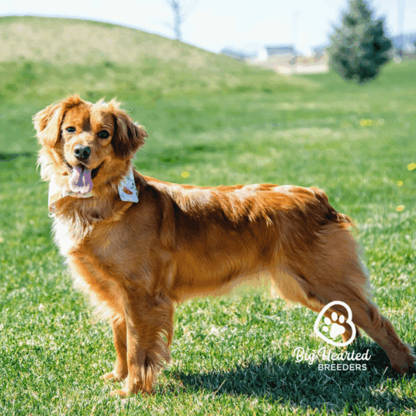 Ginger + Calix | Mini Golden Retrievers - Mini Golden Retriever | Big ...